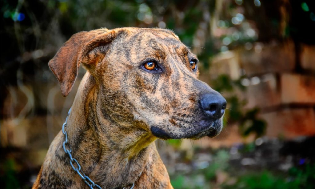 Plott Hound | DogGear Guides